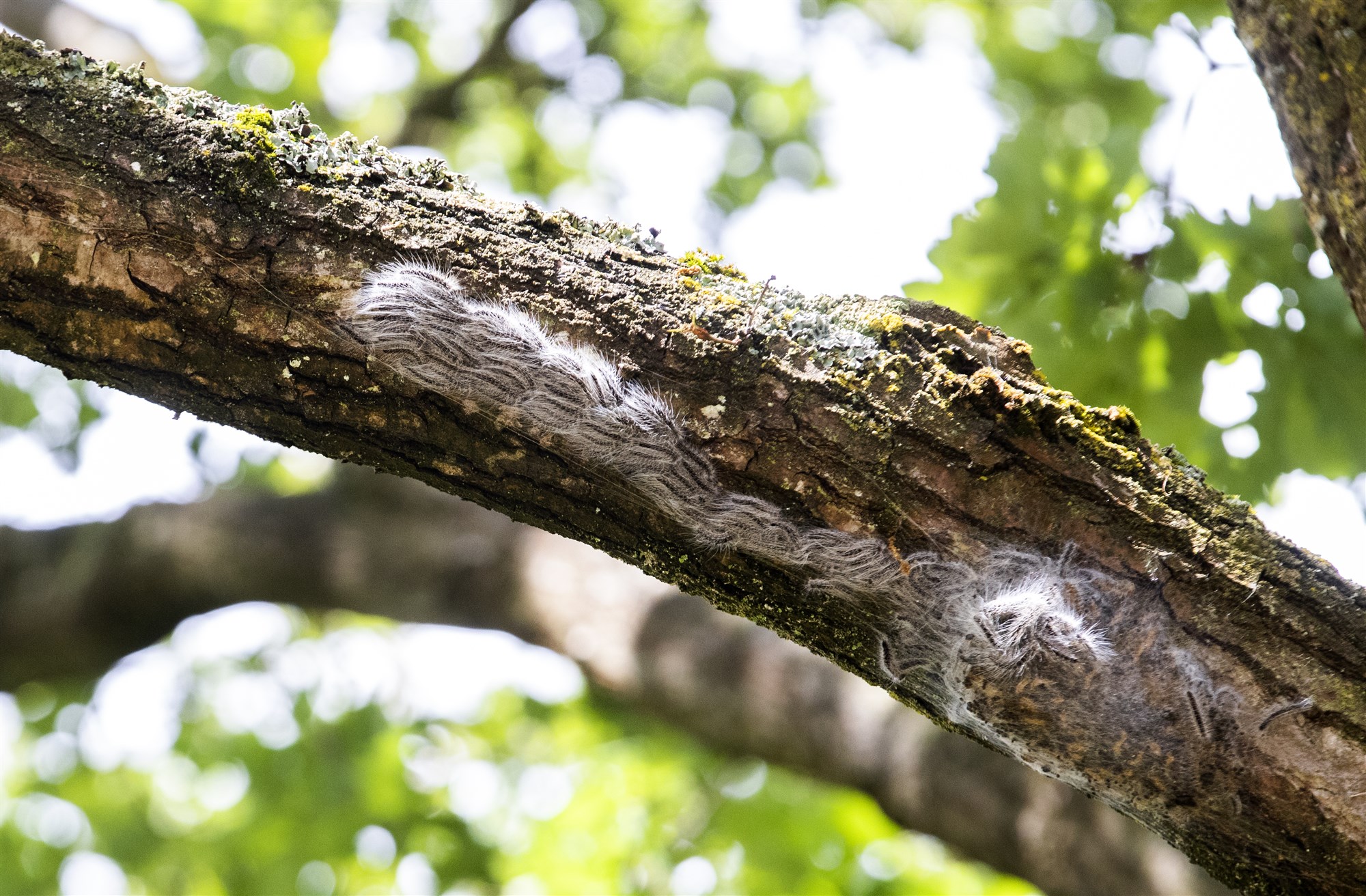 Eerste eikenprocessierupsen kruipen uit hun ei: de bestrijding begint ...