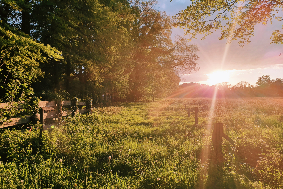 Genieten! 11 x prachtige plaatjes van het Abraham Ledeboerpark - indebuurt Enschede