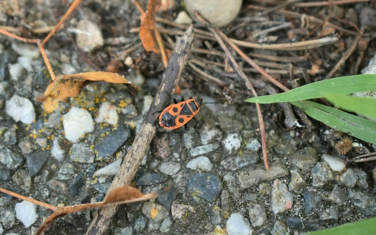 Dit zijn die rood-zwarte beestjes die je veel in Enschede ziet ...