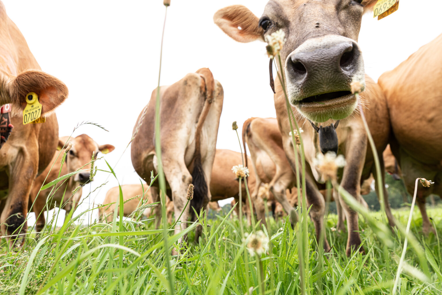 Boer Kees' koeien maken bijzondere melk: 'Barista's zijn er gek op ...