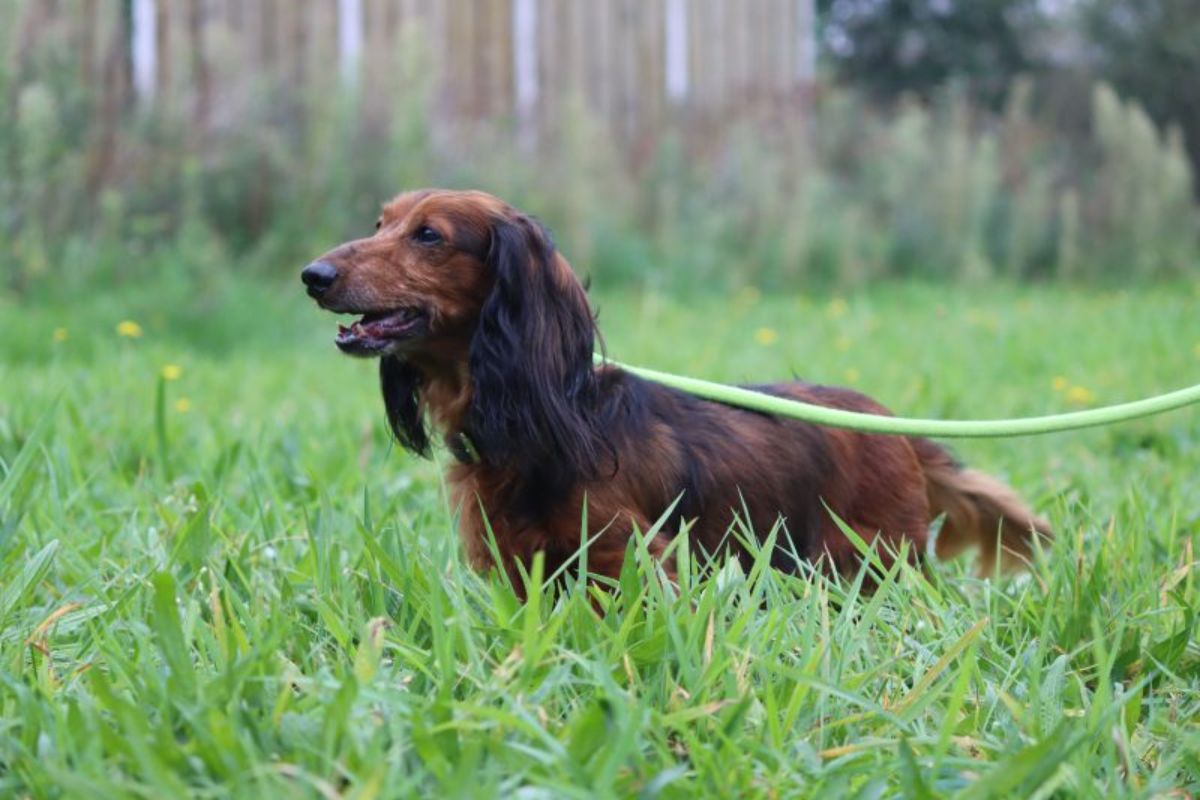 Bikkels baasje is overleden: wie neemt deze 13-jarige teckel in huis?
