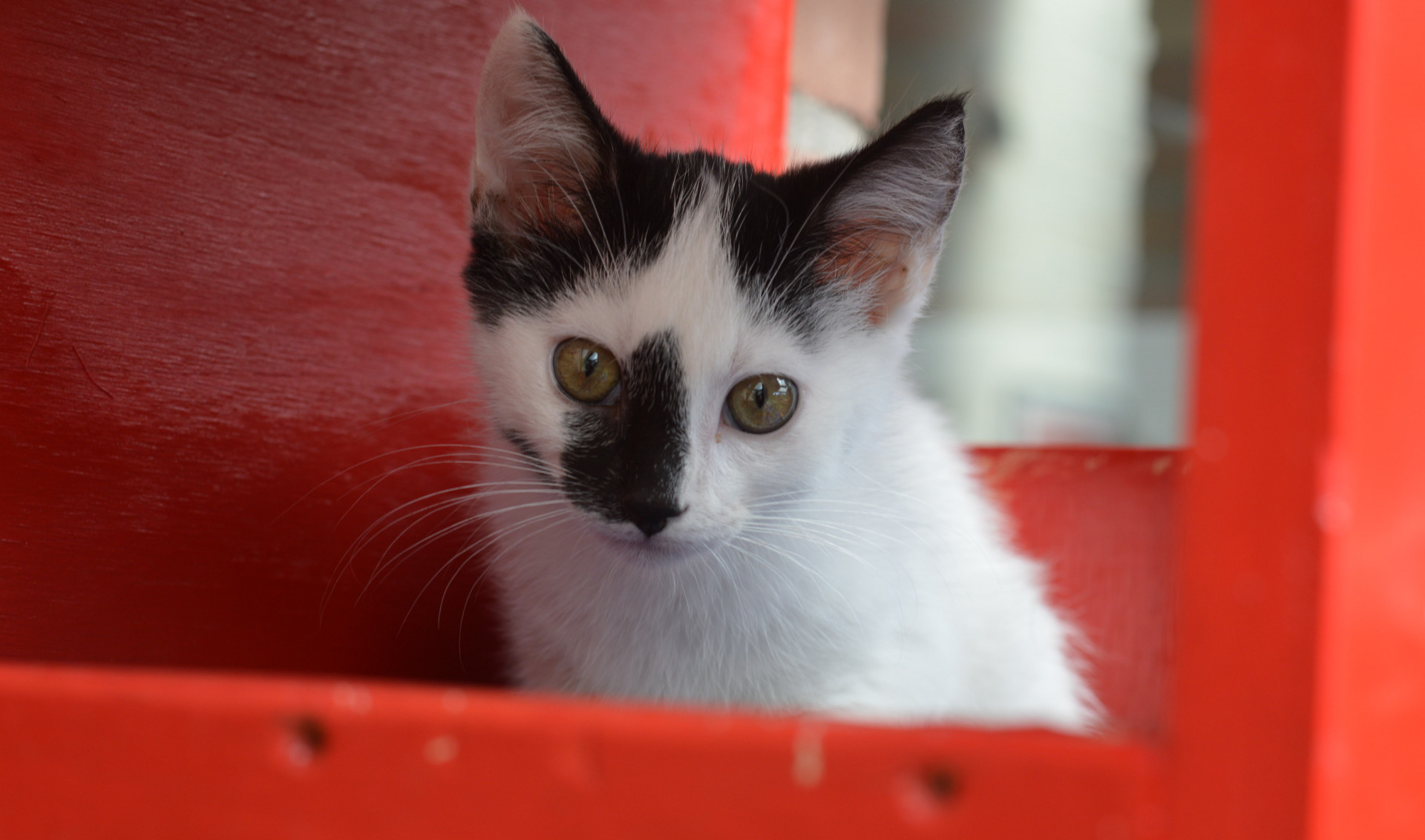 Zo zielig! Deze lieve honden en katten zitten nog in het asiel van ...