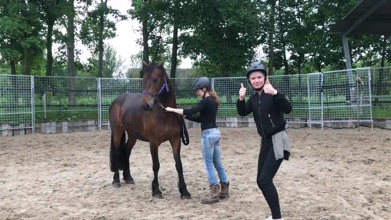 Lotte & Lotte trainen paarden in Gouda: 'Sommige hebben een heftig ...