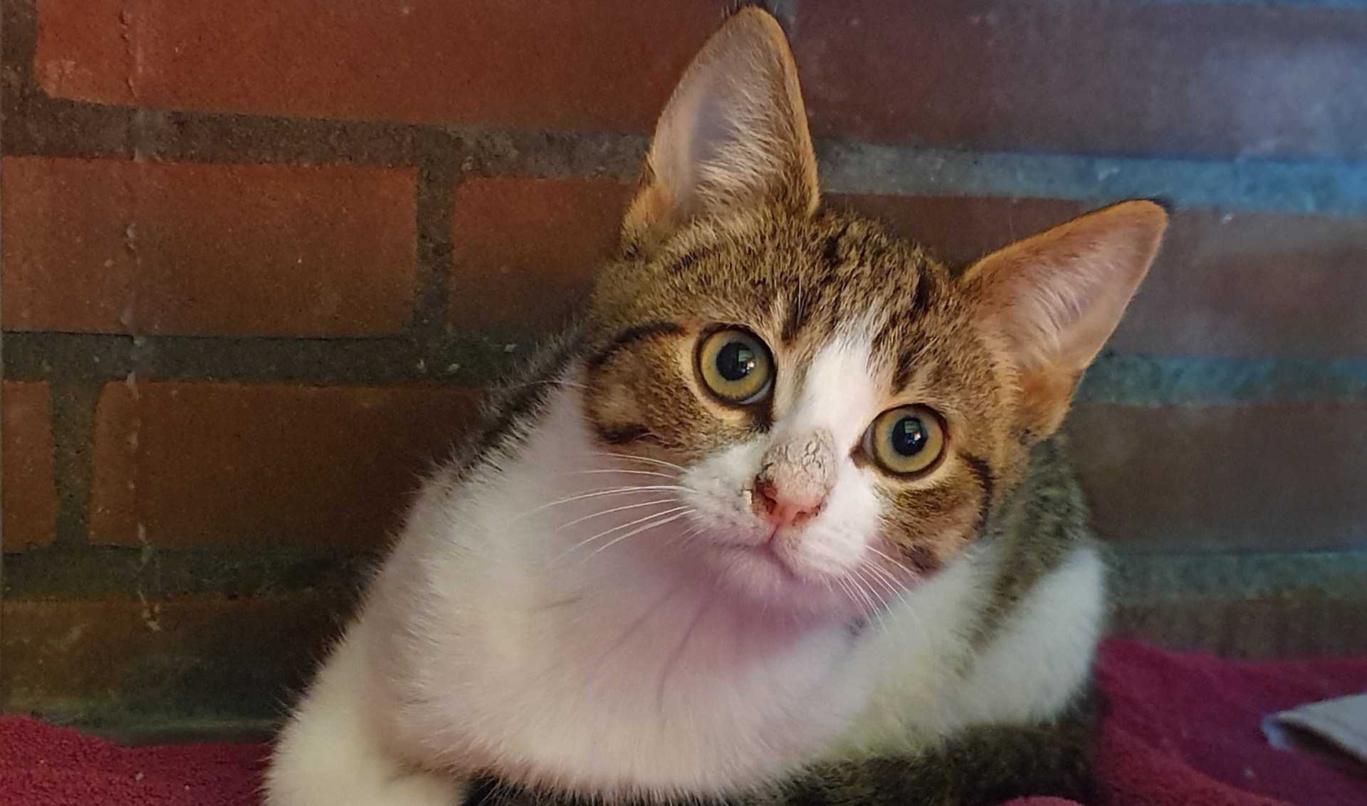 Zooo lief! 14 x deze honden en katten uit het asiel wachten met smart ...