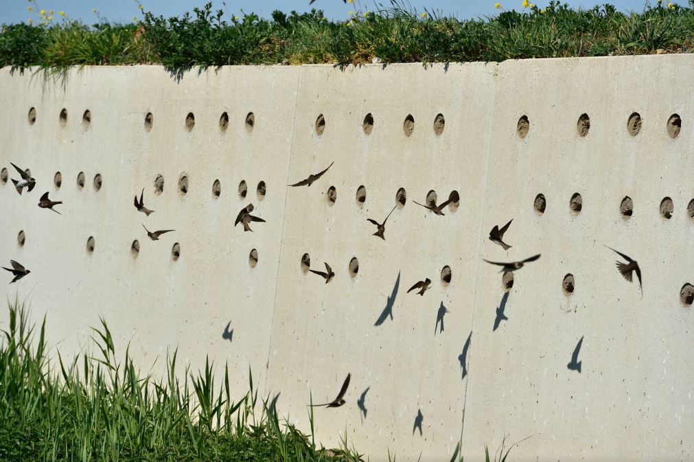 VIDEO: broedwand Westergouwe vol met zwaluwen - indebuurt Gouda