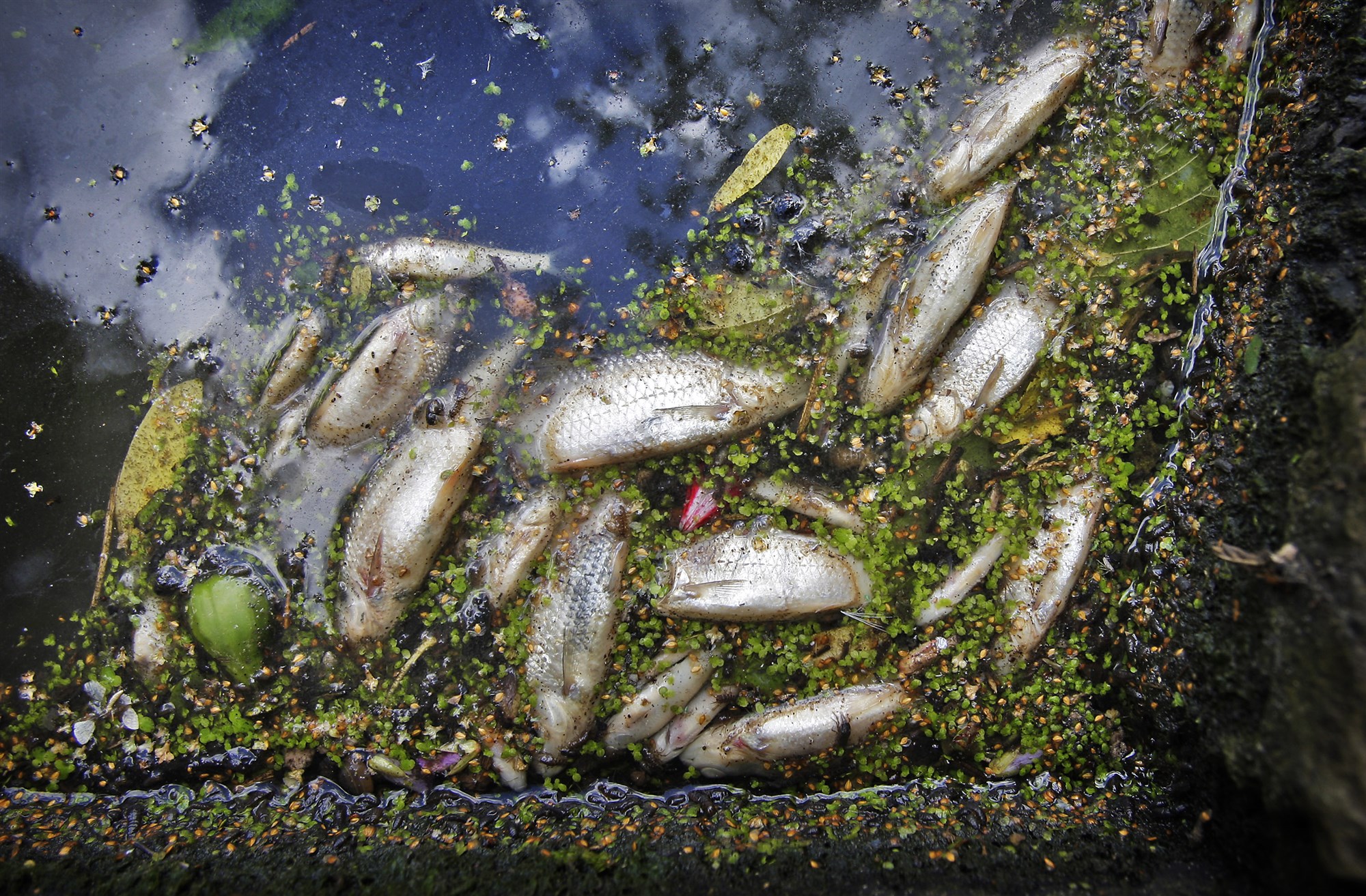 Dit is waarom je de laatste tijd veel dode vissen ziet in Gouda ...