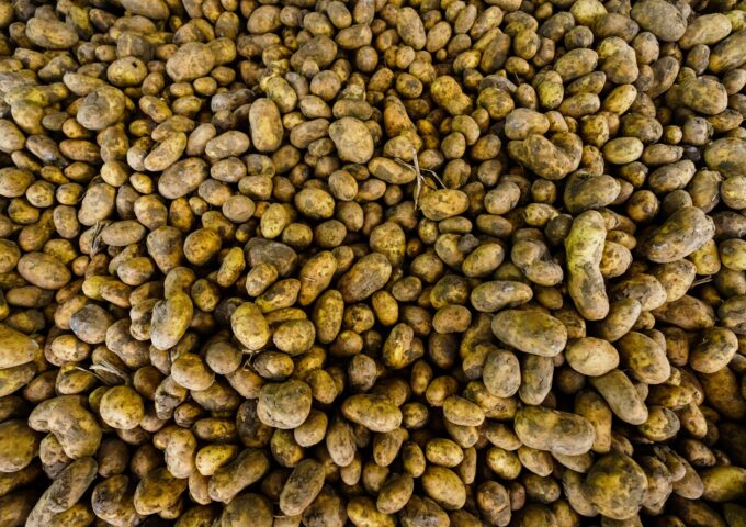 Goudse fotografe Sandra maakt te gekke foto's van kaasjongens en ...