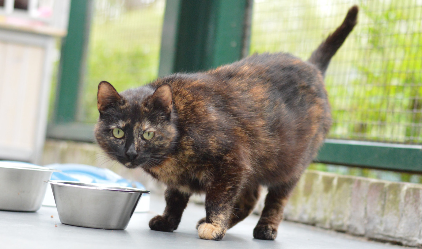 Een nieuw vriendje: 10 x deze honden en katten zitten in het asiel van ...