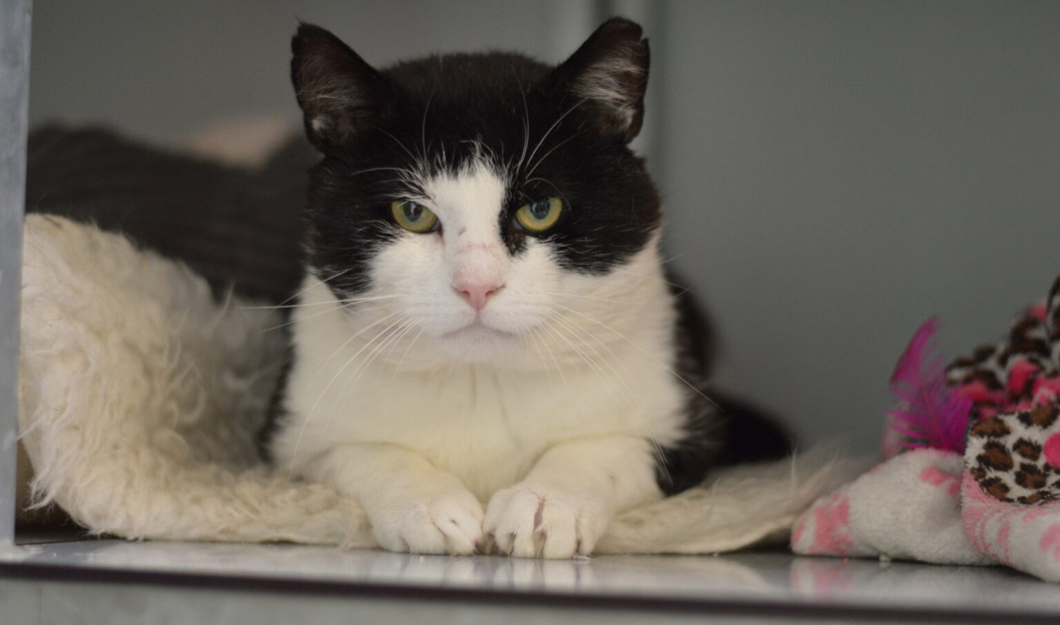 Baasje gezocht: 7 x deze honden en katten zitten in het asiel van Gouda ...