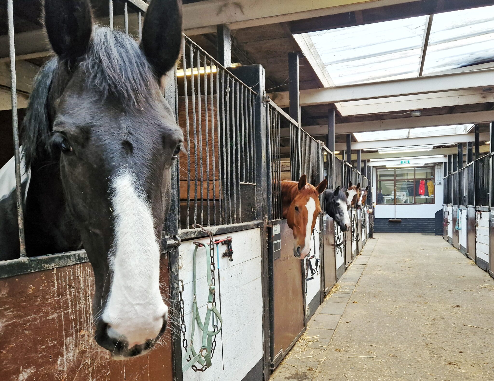 Ine is paardencoach: 'Paarden lezen geen visitekaartjes' - indebuurt Gouda