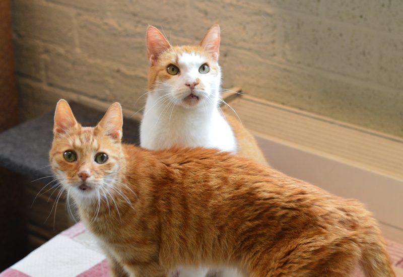 Baasje gezocht: 15 x deze lieve honden en katten zitten in het asiel ...