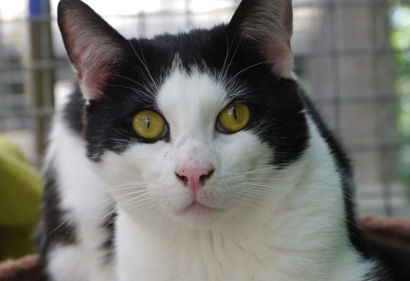 Baasje gezocht: 11 x deze lieve honden en katten zitten in het asiel ...