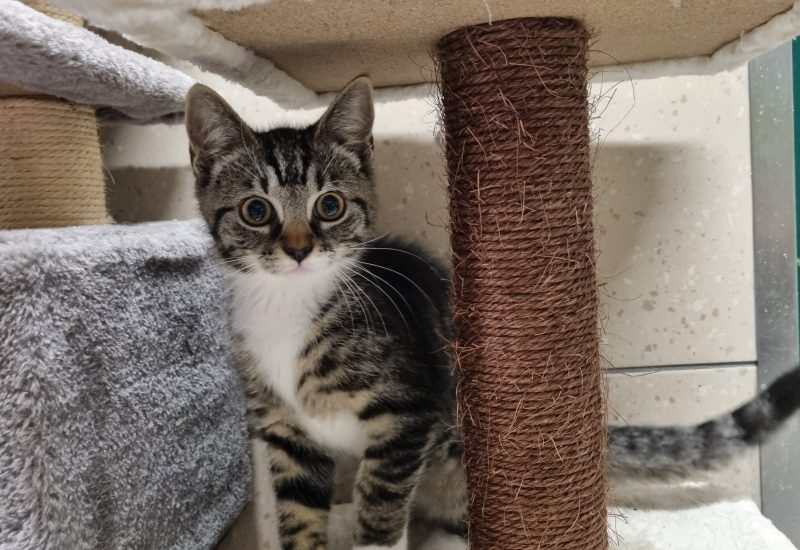 Baasje gezocht: 24 x deze lieve honden en katten zitten in het asiel ...