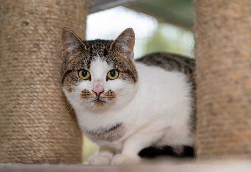 Baasje gezocht: 11 x deze lieve honden en katten zitten in het asiel ...
