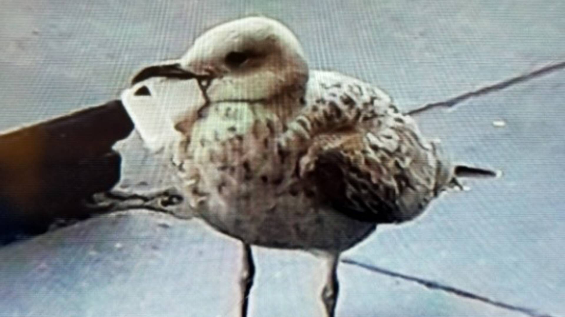 Gezocht! Verzwakte meeuw met plastic om snavel: 'Zodra we er zijn is ...