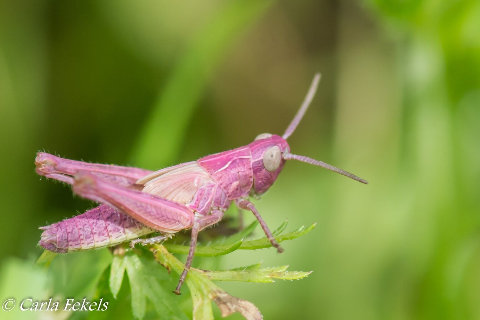 Bijzonder: 7 x zeer zeldzame insecten die in Haarlem gespot zijn