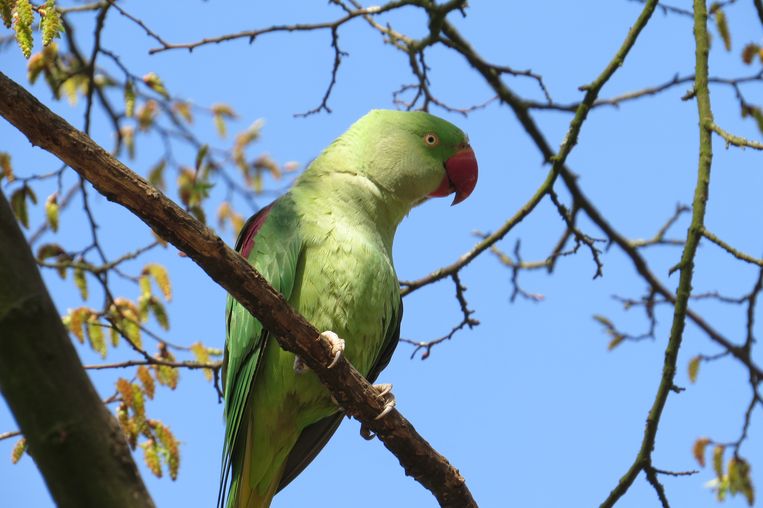 Deze exotische vogelsoort wordt steeds vaker gespot in Haarlem
