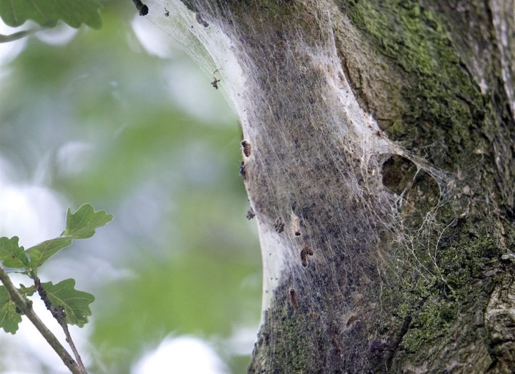 Rups-alarm: na buxusrups ook processierups gespot in Helmond - indebuurt Helmond