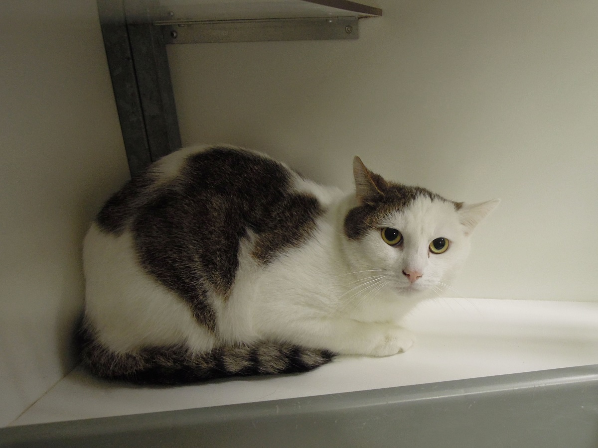 Dier van de week: Rakker is op zoek naar een baasje - indebuurt Helmond