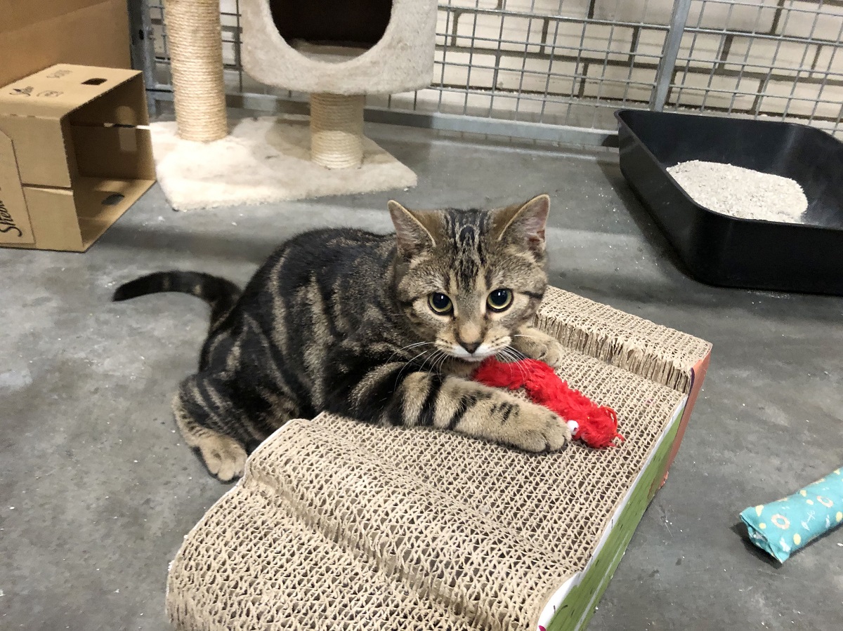 Dier van de week: pittige Mkanda - indebuurt Helmond