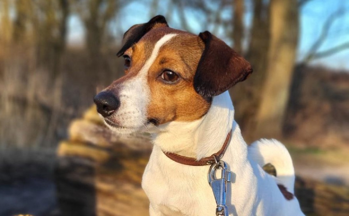 Dier van de week: Pucek wil graag zijn brede glimlach laten zien ...