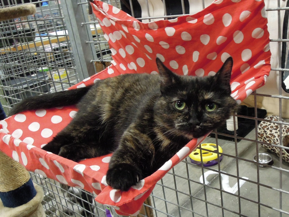 Dier van de week: poes Oekje is op jacht naar een nieuw huis ...