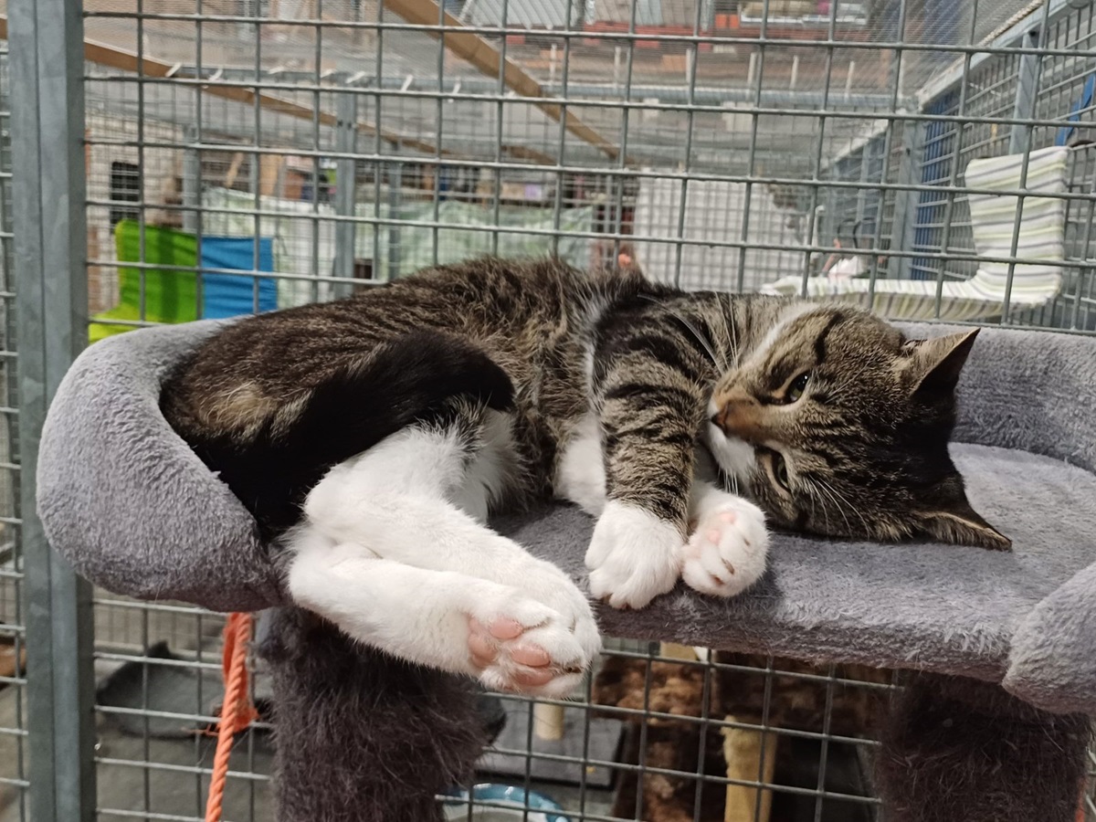 Dier van de week: wie heeft een zwak voor de zwoele blik van Chippie ...