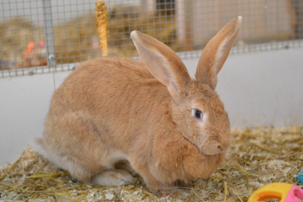 Baasje gezocht: mooie Nijn is nog erg verlegen - indebuurt Hengelo