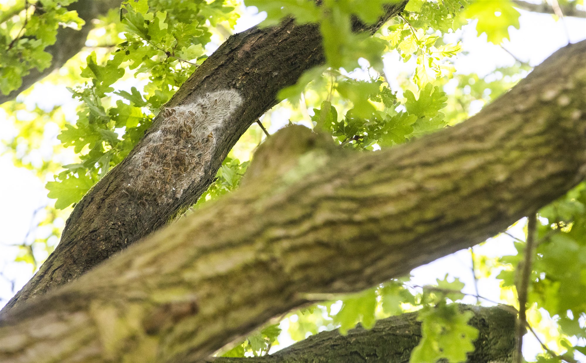 Eikenprocessierups in Hengelo: volgende fase bestrijding begint ...