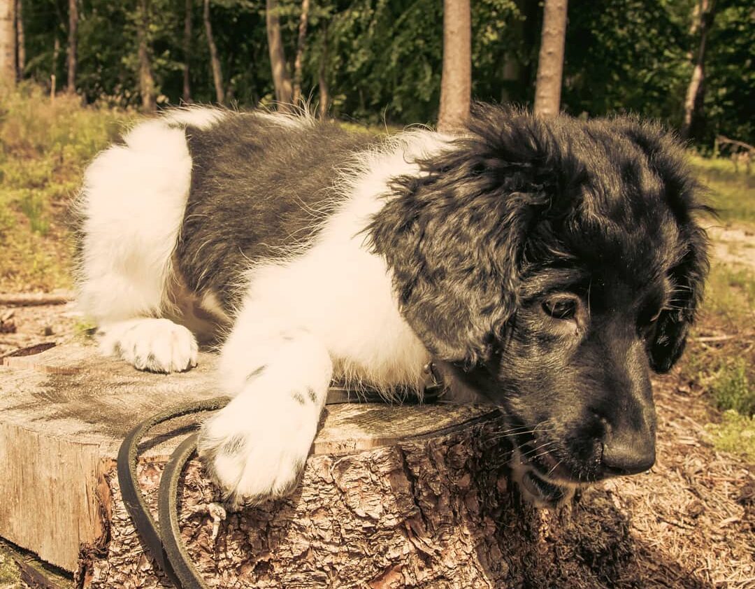 Zie pup Syb shinen op zijn eigen Instagramaccount