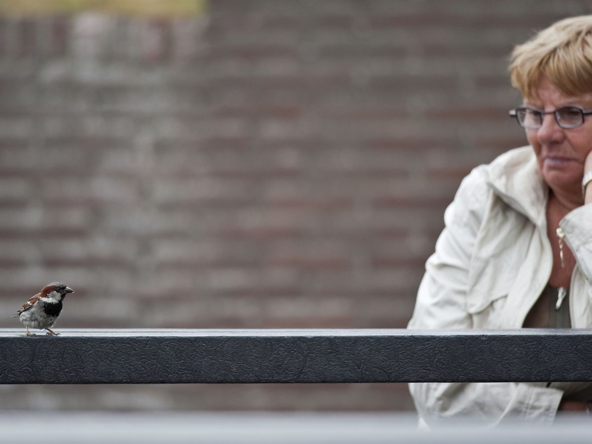 Zielig! Zo help jij Hengelose dieren de droogte door