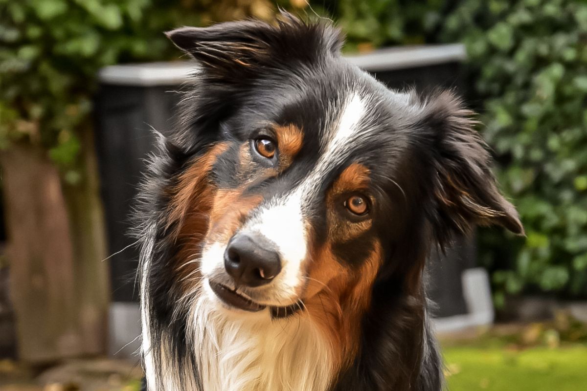 Dierendag! Dit zijn de leukste en liefste huisdieren van Hengelo ...