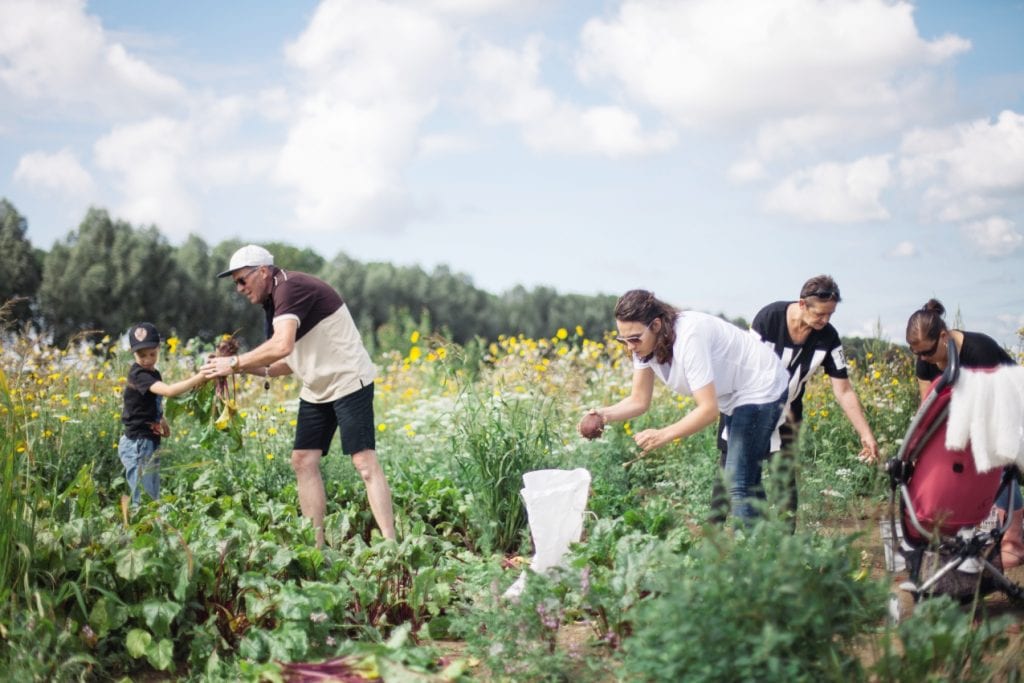Plukken maar! Op deze plekken kun je zelf groenten, fruit en bloemen ...
