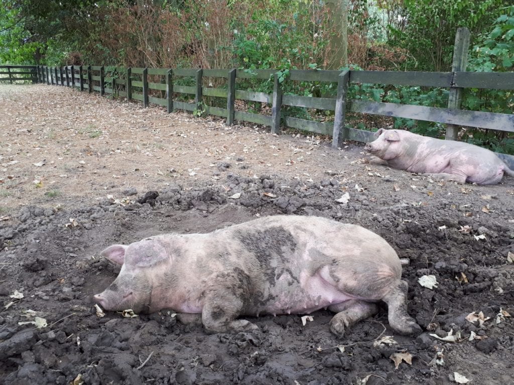 Varkens knuffelen is zo geliefd: 3 nieuwe varkens voor De Peerdegaerdt