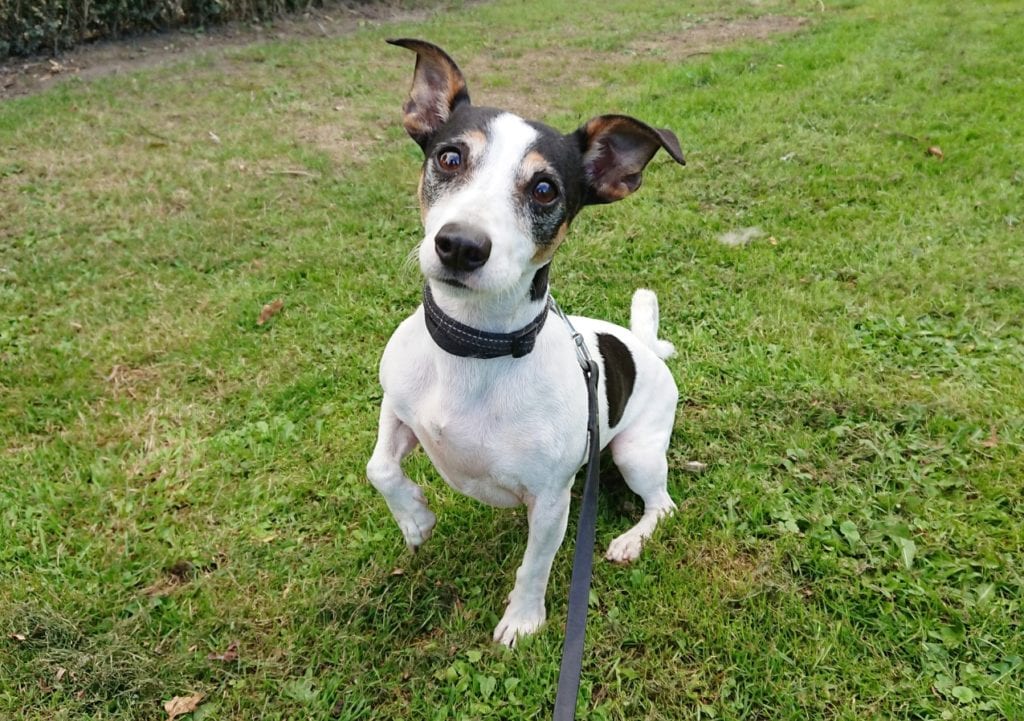 Hond zoekt baas: zo gaat het nu met Bengi en Ali