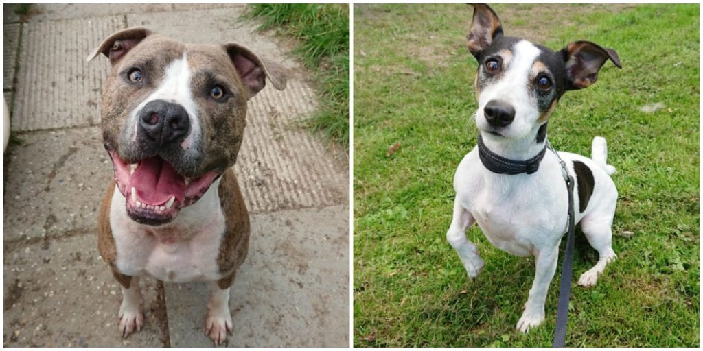 Hond zoekt baas: zo gaat het nu met Bengi en Ali