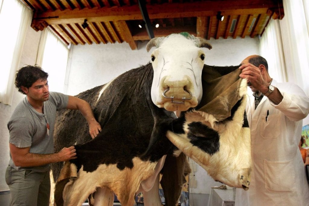Toen in Leiden: Ken je stier Herman nog? - indebuurt Leiden