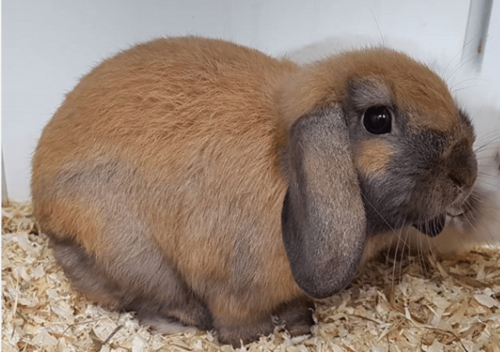 Konijn Flapoor (4 maanden) zoekt droomprins - indebuurt Leiden