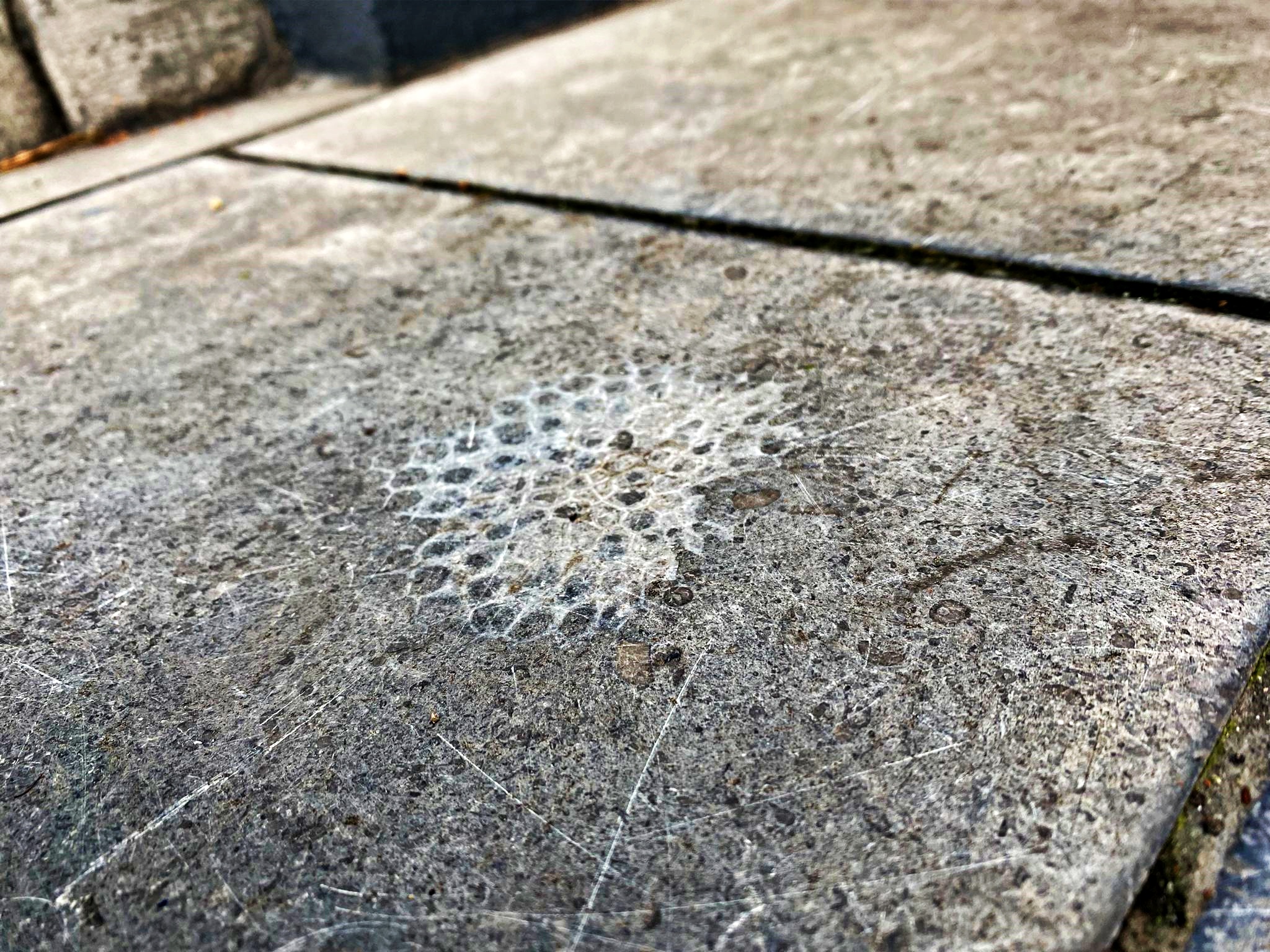 Miljoenen jaren geschiedenis op straat: hier vind je fossielen in ...