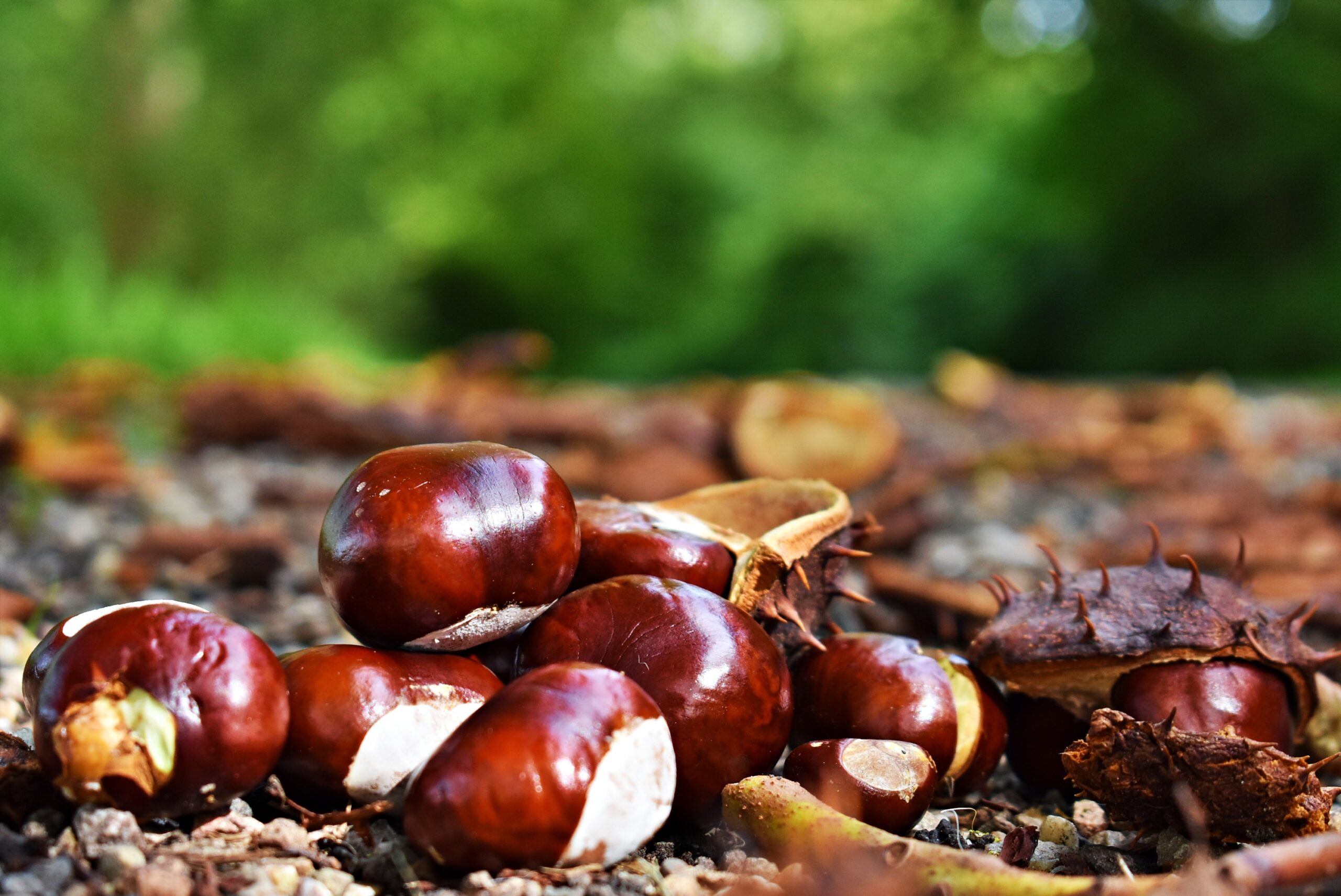 Laat de herfst maar komen: 7x plekken waar je in Middelburg kastanjes ...