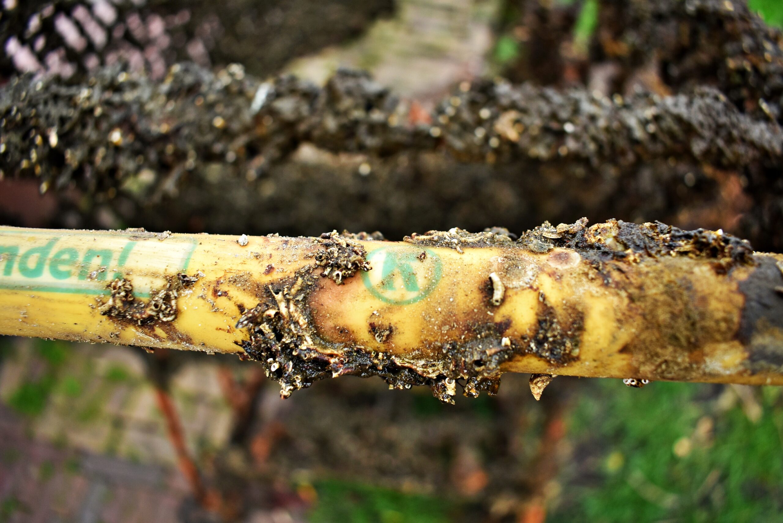 Ivo viste met zijn vader een 20 jaar oud winkelwagentje van de Konmar ...