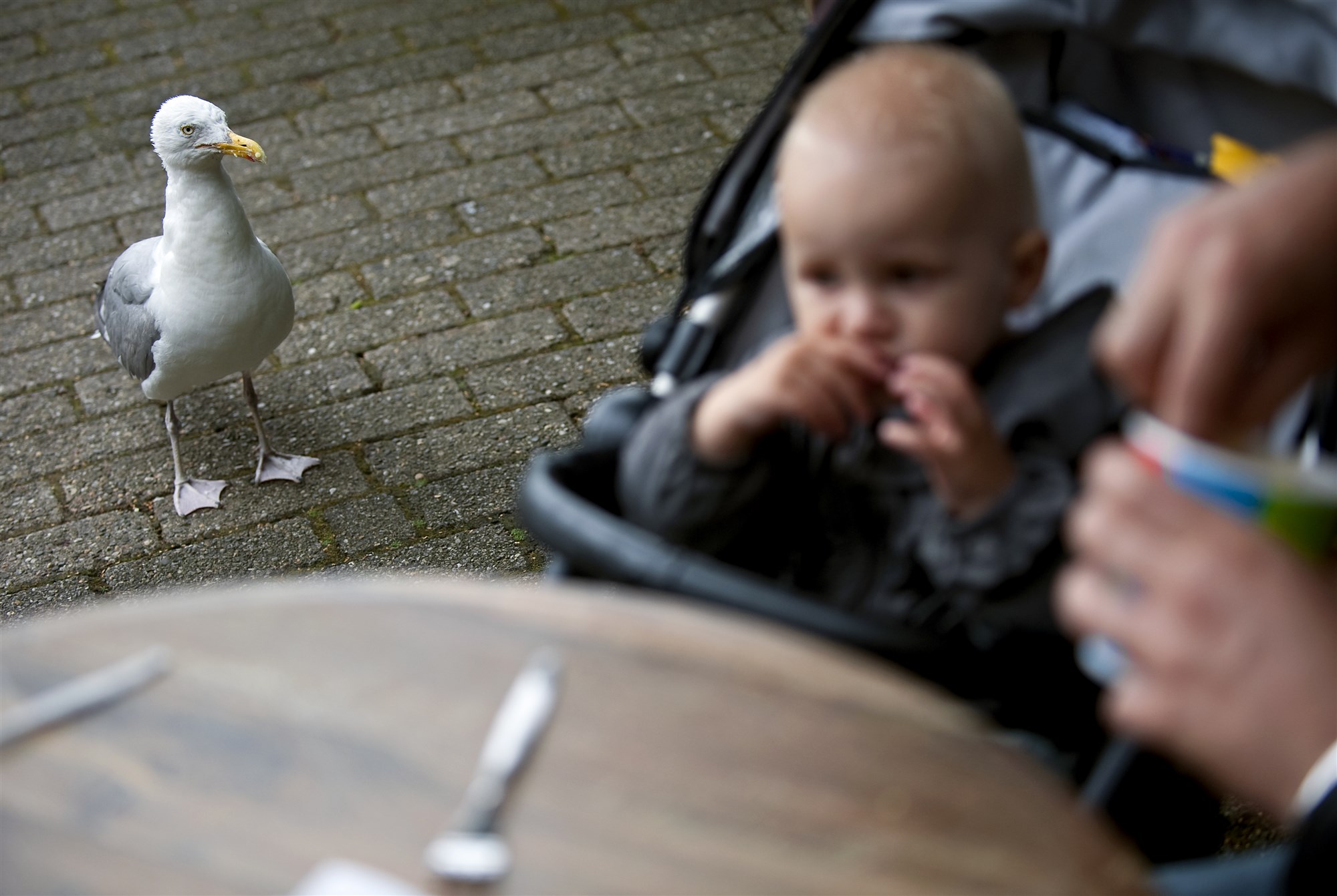 Middelburgs mysterie: hierom eten meeuwen liever uit je hand dan van de ...