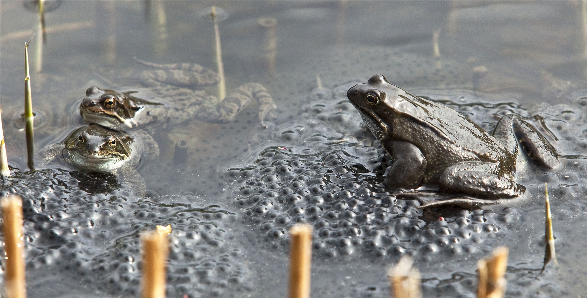 Dit moet je weten: de paddentrek komt eraan en zo kun jij ze helpen ...
