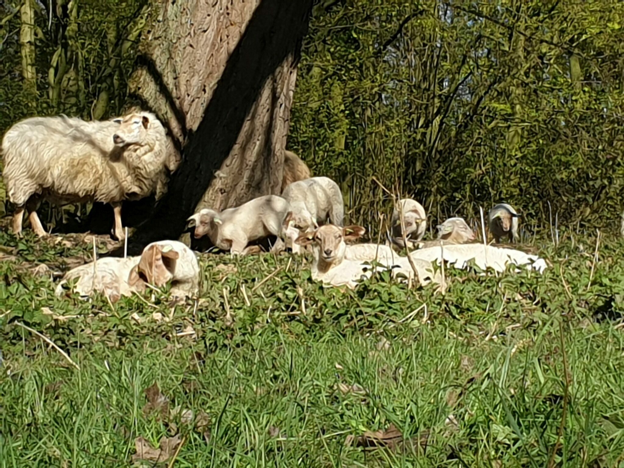 Schaapherder Thom van Bos en Schaap: 'Er zijn zo'n 400 lammetjes geboren'