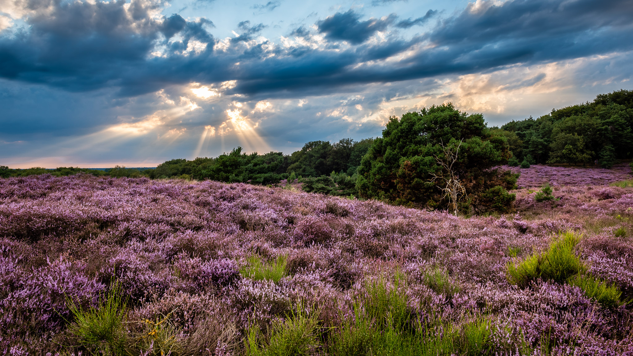 Paarser dan ooit: de heide bij Nijmegen staat keimooi in bloei (foto's)