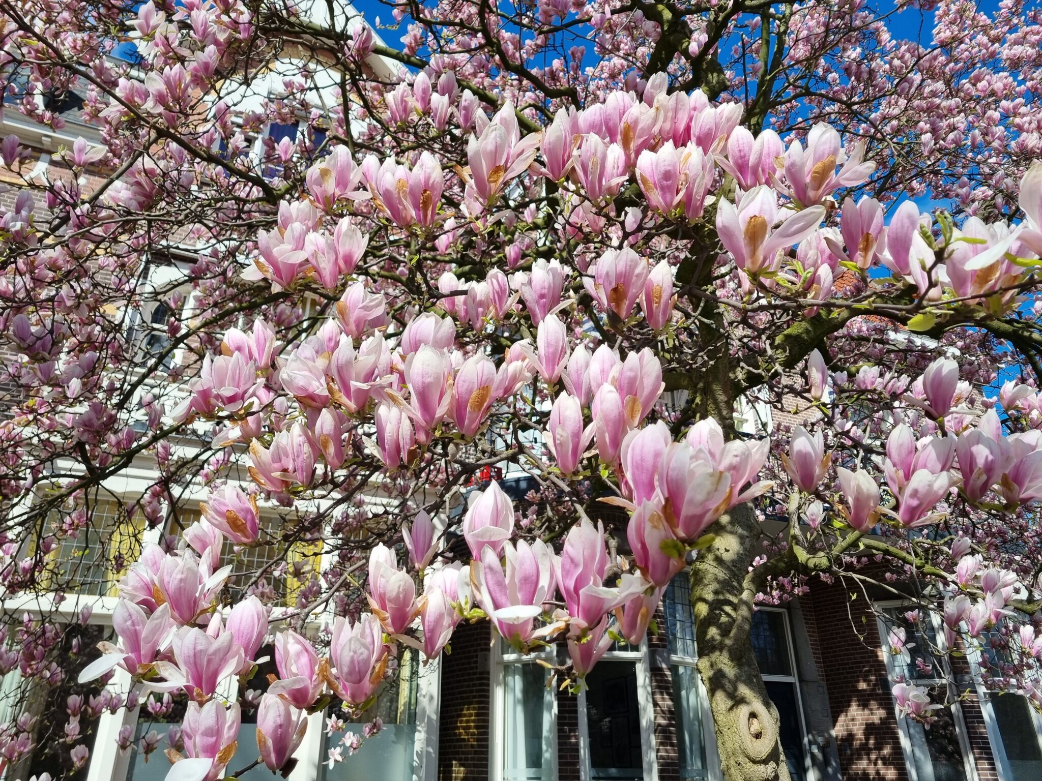 Hallo lente! 12 x foto's van Nijmegen in bloei - indebuurt Nijmegen
