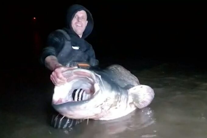 Paul vangt vis van 2,43 meter in de Waal: de grootste gevangen meerval ...