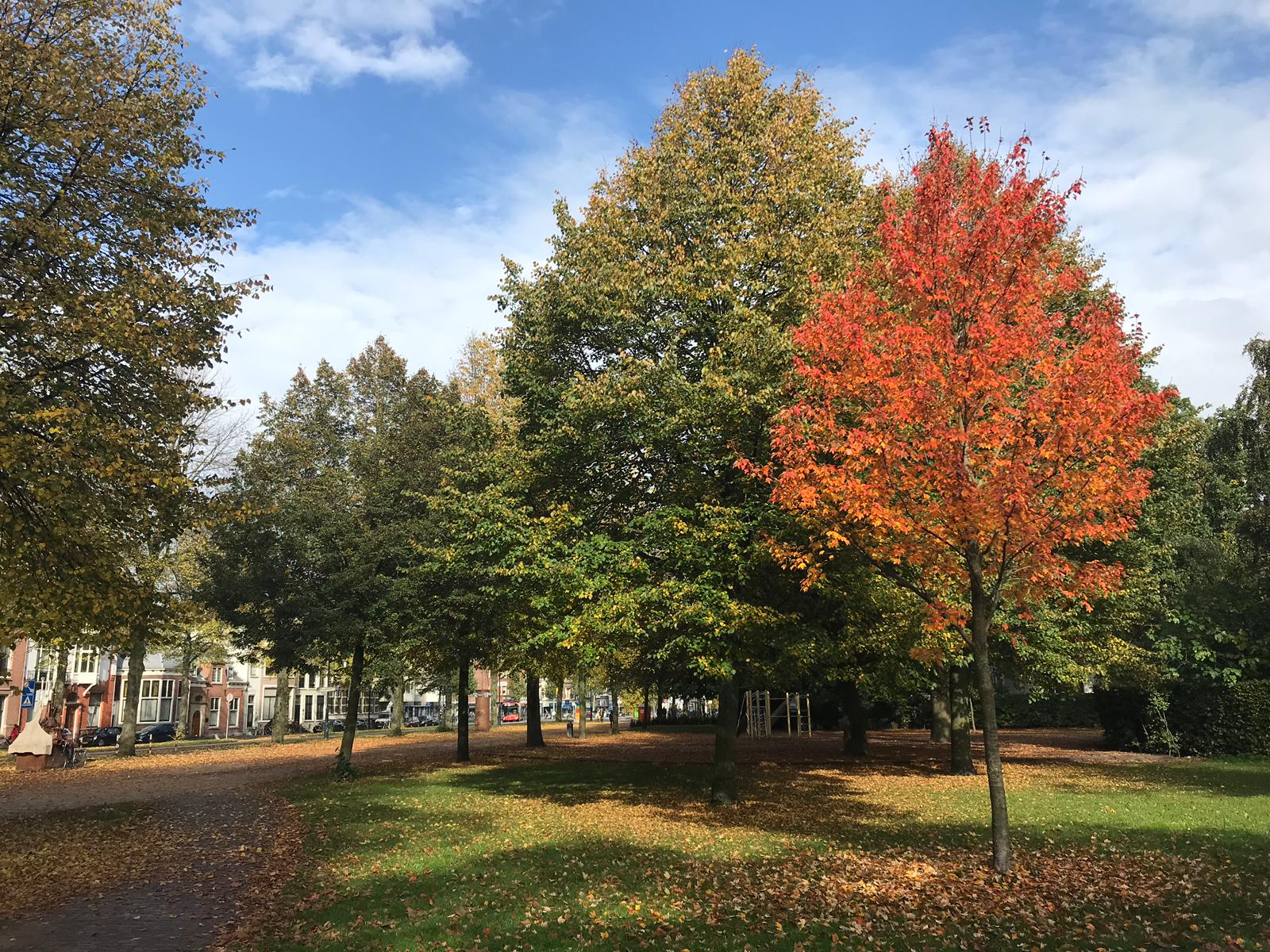 Nieuws indebuurt Nijmegen