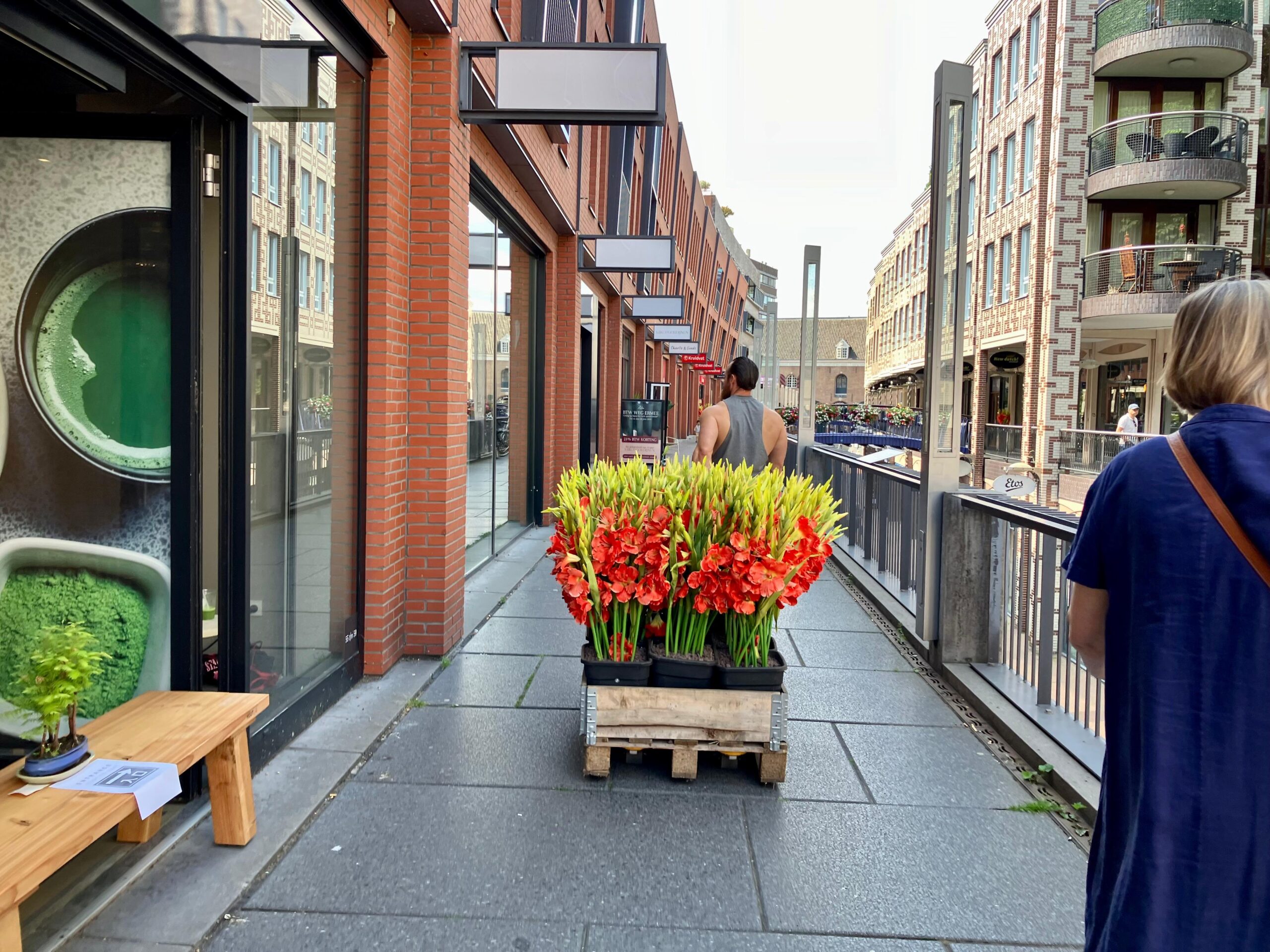 Nijmegen bloeit op voor de Vierdaagse: de gladiolen sieren de ...