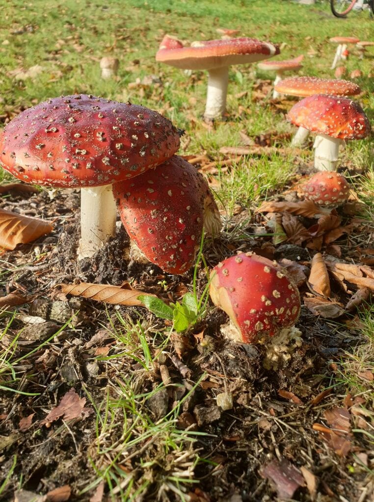 Deze prachtige paddenstoelen fotografeerden jullie - indebuurt Randmeren